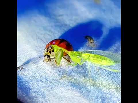 A Ladybug and a Mantidfly telling secrets.. – Ryan "The Bug Man" Bridge